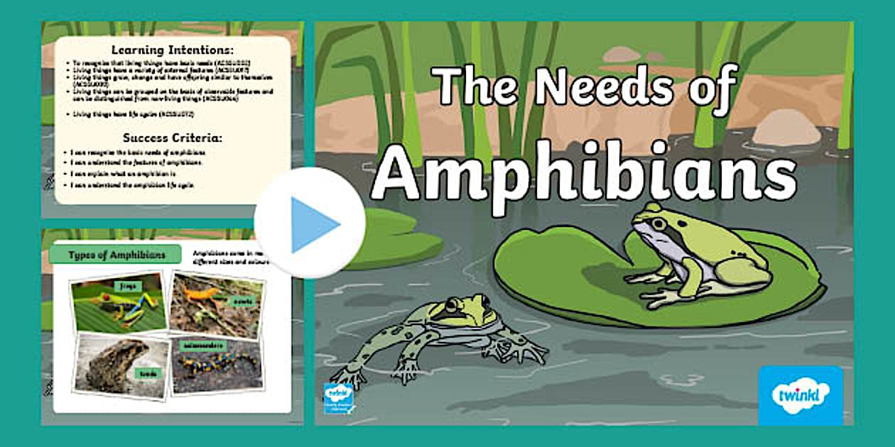The Needs of Amphibians PowerPoint (teacher made) - Twinkl