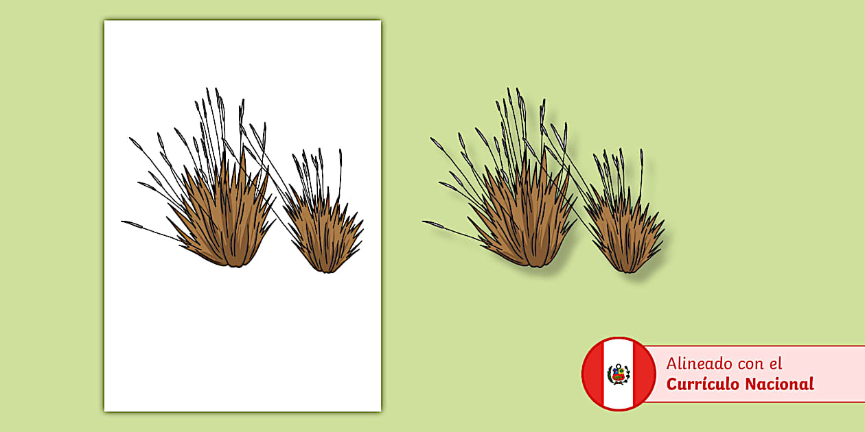 Dibujo de ichu (teacher made) - Twinkl