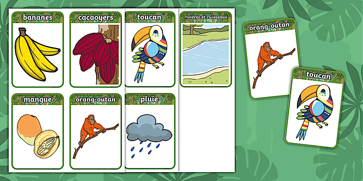 Cartes flash : La forêt tropicale (teacher made) - Twinkl