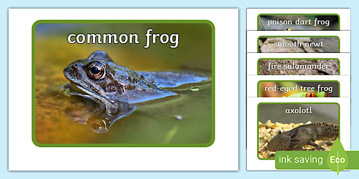 Amphibians Display Photographs (Teacher-Made) - Twinkl