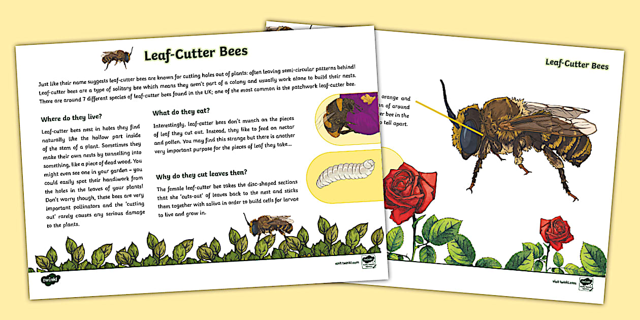 Leaf-Cutter Bees Fact File - Fascinating Facts - Twinkl