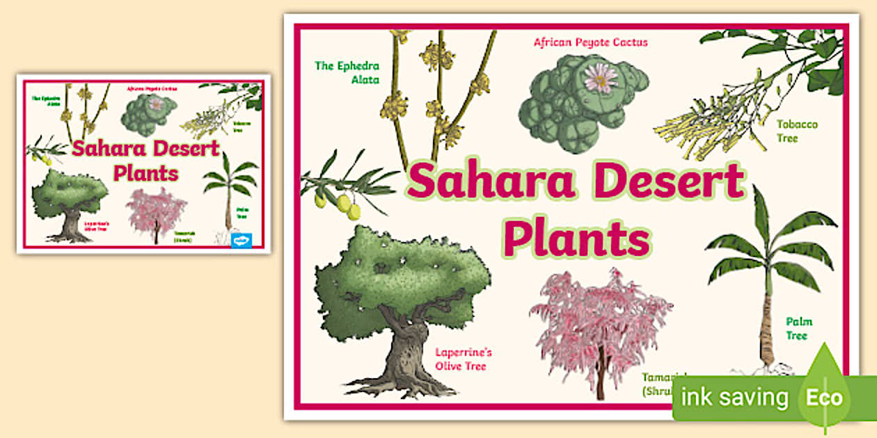 Sahara Desert Plants Poster - KS1 (Teacher-Made) - Twinkl