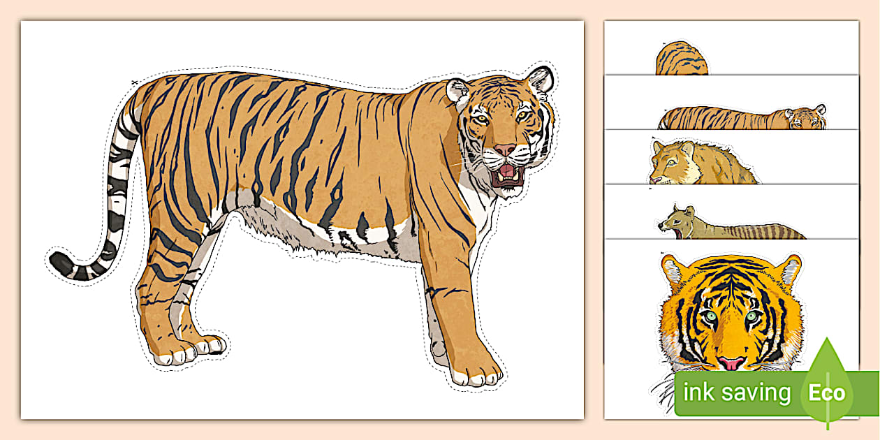 Tiger Large Display Cut-Outs (teacher made) - Twinkl