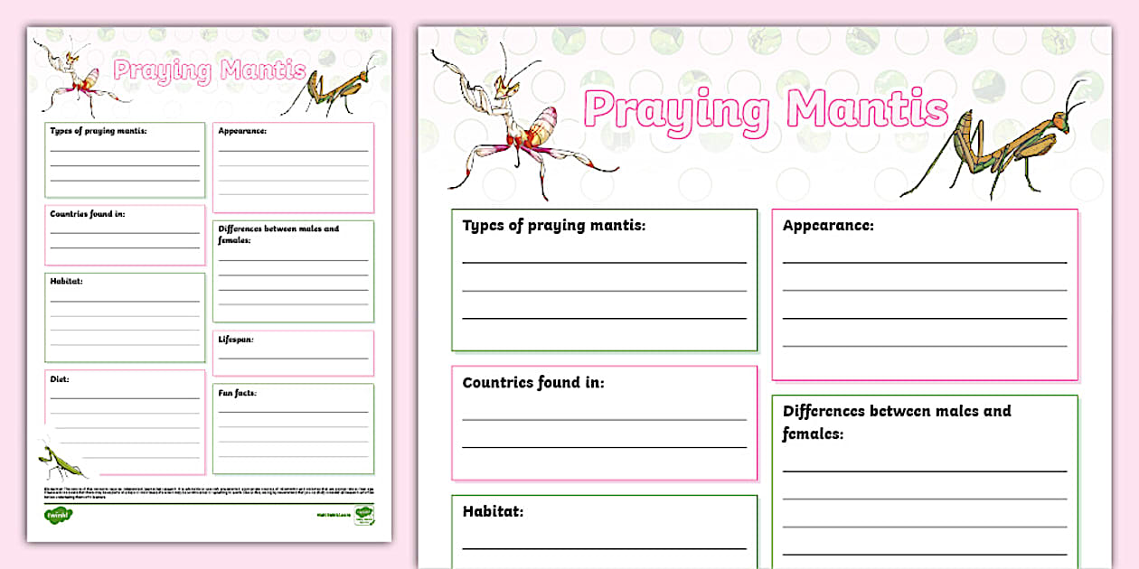 Praying Mantis Fact File Template Twinkl (Teacher-Made)