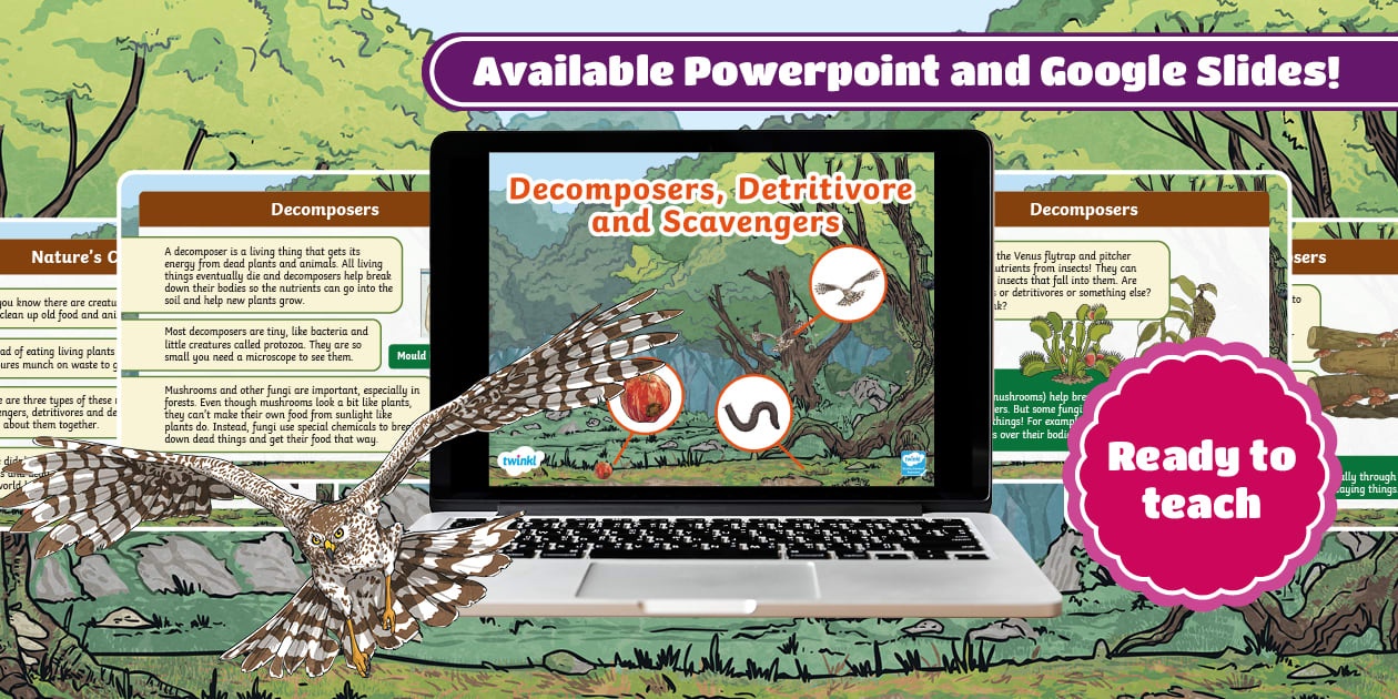 Decomposers, Detritivores and Scavengers PowerPoint