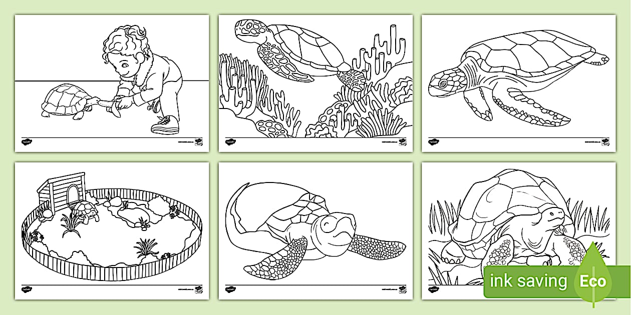Turtle Colouring Pages (teacher made) - Twinkl