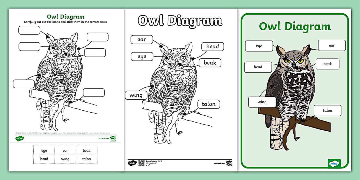 Owl Diagram Pack (teacher made) - Twinkl