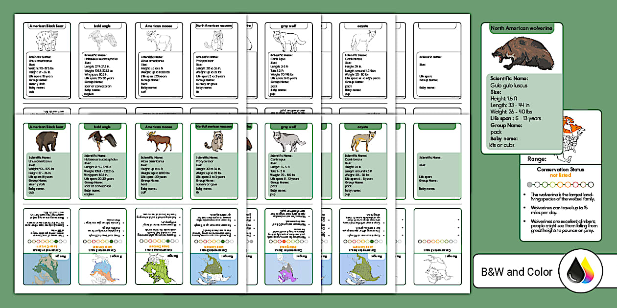 North American Animals Trading Cards (teacher made) - Twinkl