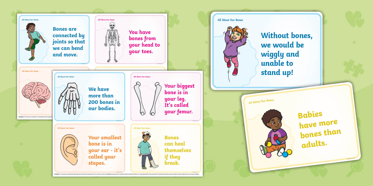 All About Our Bones Fact Cards (teacher made) - Twinkl