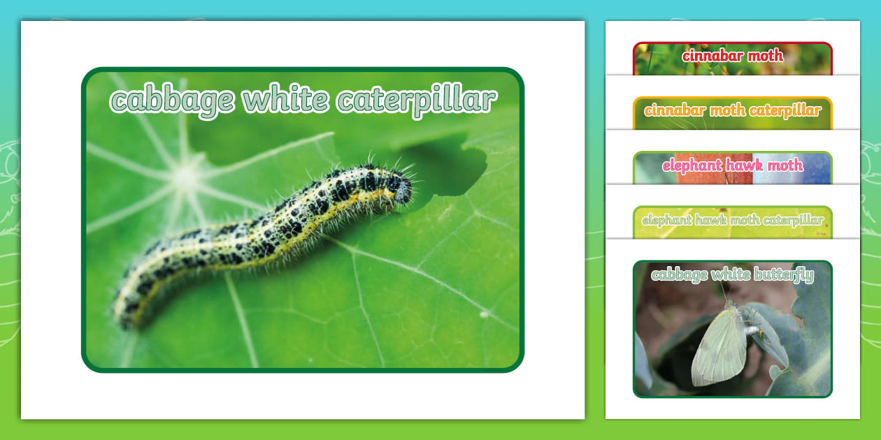 Butterflies and Caterpillars Photo Pack | Twinkl - Twinkl