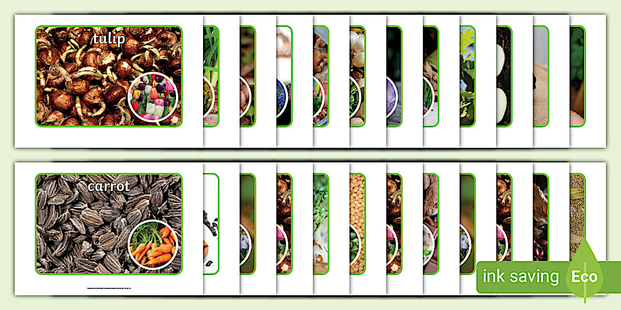 Seeds and Bulbs Photo Pack (teacher made) - Twinkl