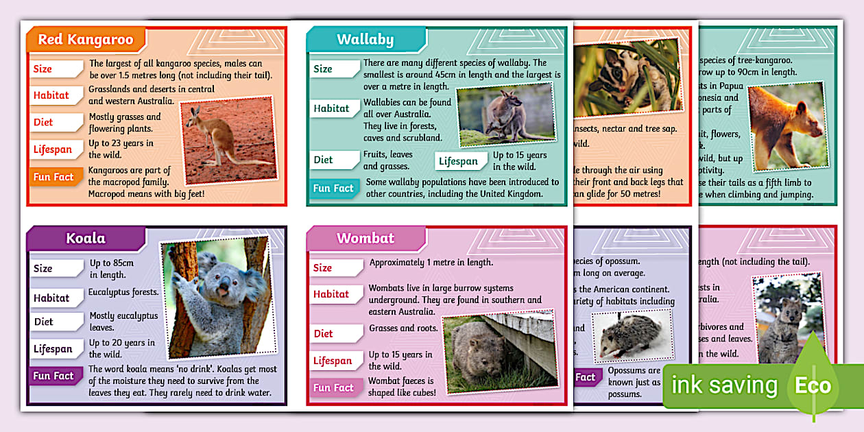 Marsupial Fact Cards - KS2 - Animals - Science - Twinkl