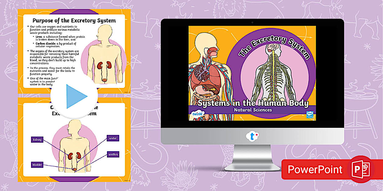 Systems in the Human Body: Excretory System PowerPoint