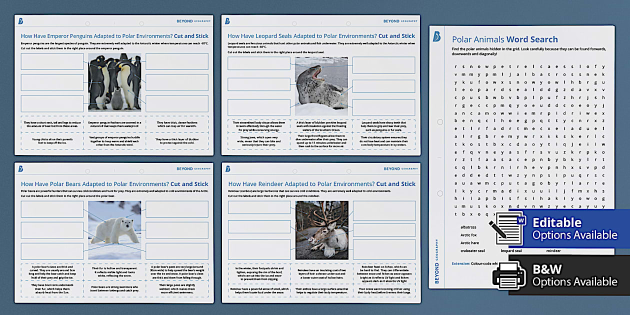 Polar Animal Adaptations Activity Pack (teacher made)