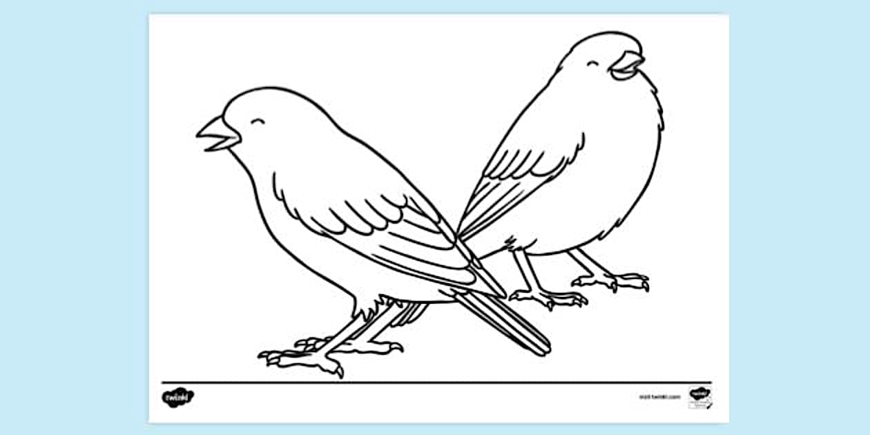 Pretty Birds Colouring Sheet | Art | Colouring | Twinkl