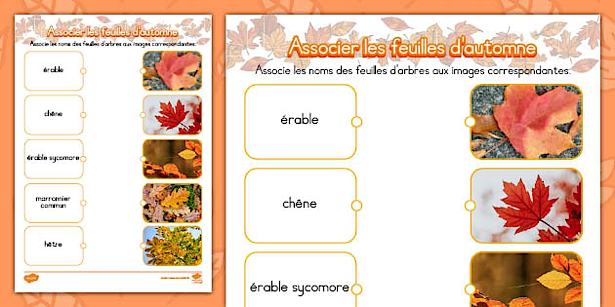 Activité - associer les feuilles d'automne