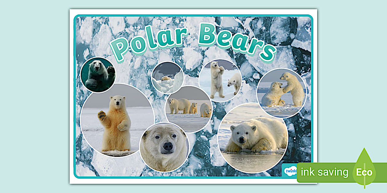 Polar Bears Display Poster (teacher made) - Twinkl