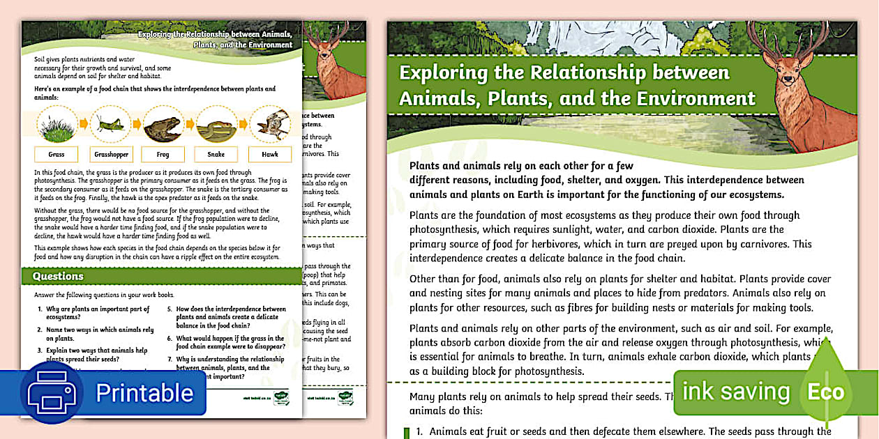 Food Chain Worksheet Grade 5 - Twinkl South Africa - Twinkl