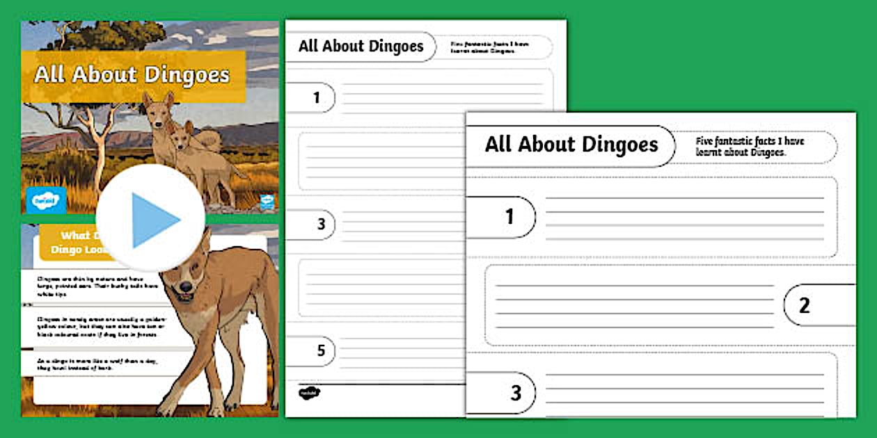 All About Dingoes PowerPoint Pack (teacher made) - Twinkl