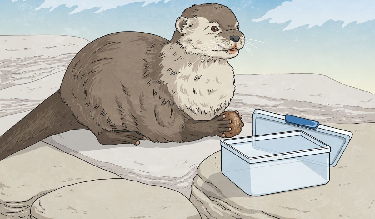 Otter Genius - Twinkl NewsRoom - Twinkl