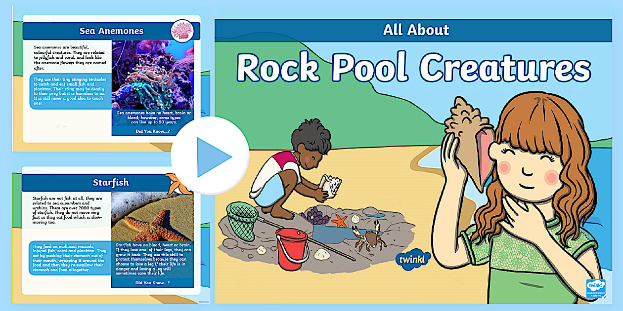 KS1 PowerPoint - Rock Pool Animals - Twinkl Resources