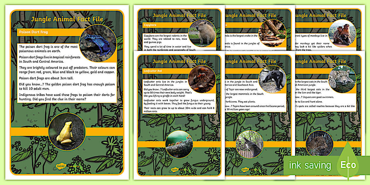 Jungle Animal Fact File Display Posters - Twinkl