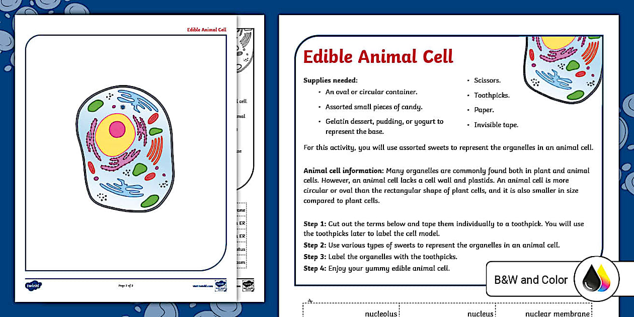 Edible Animal Cell Worksheet for 6th-8th Grade - Twinkl