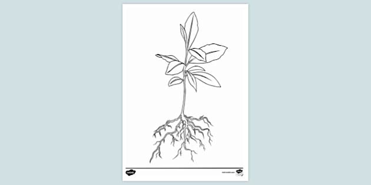 Root Hair Colouring | Colouring Sheets (teacher made)