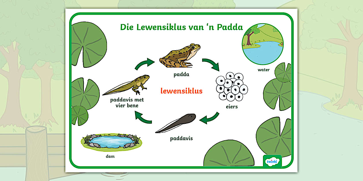 Die Lewensiklus van 'n Padda Afrikaans Woordmat - Twinkl