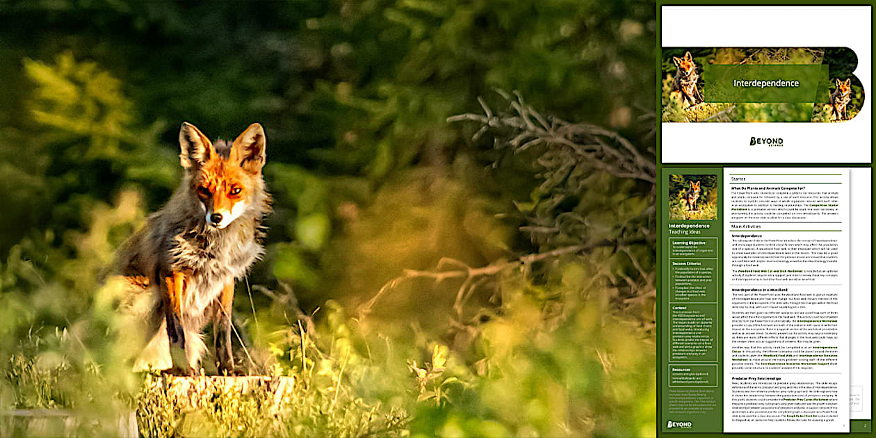 Interdependence Lesson Pack | KS3 Biology | Beyond Science
