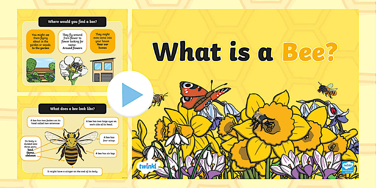 What is a Bee? PowerPoint (teacher made) - Twinkl