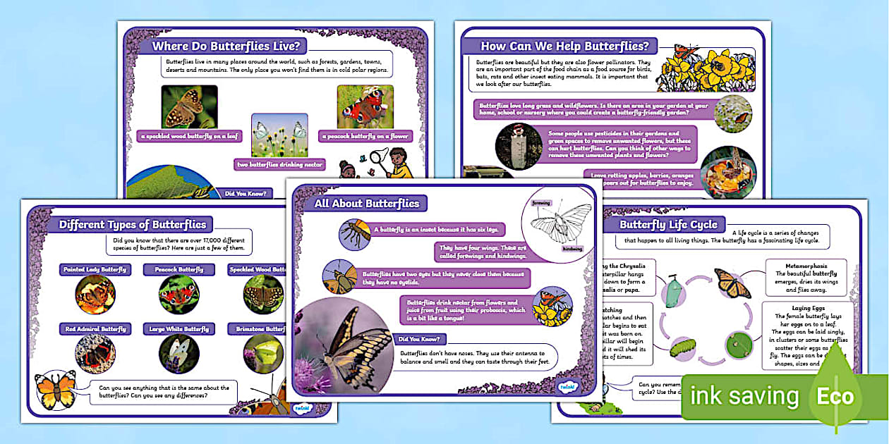 EYFS All About Butterflies Fact Files (teacher made)