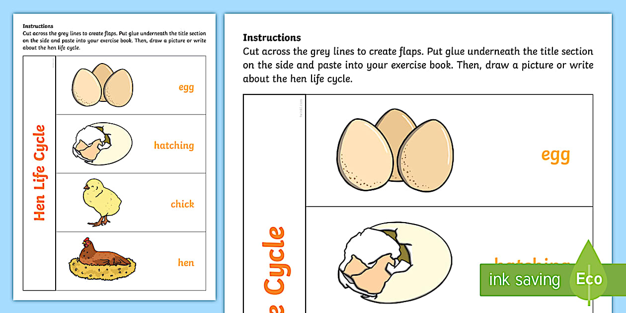 Hen Life Cycle Flapbook (teacher made) - Twinkl