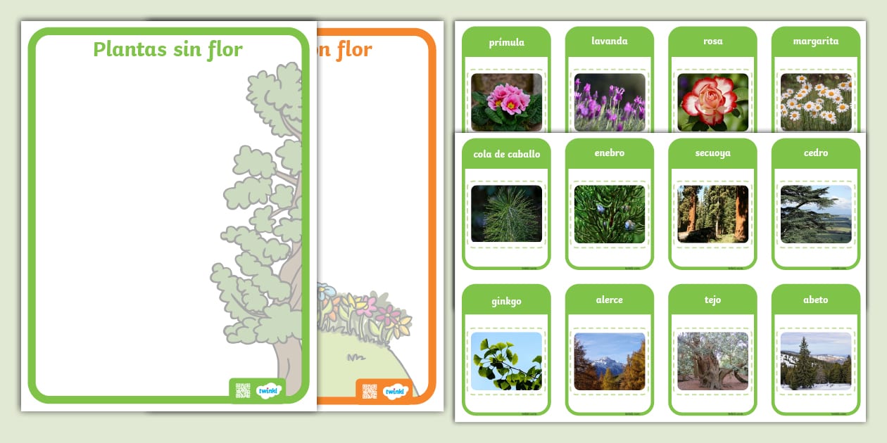 Guía de trabajo: Clasificación de plantas con flor y sin flor