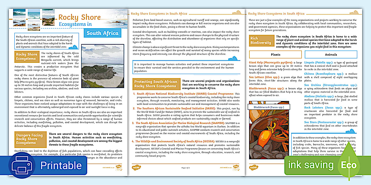 Rocky Shore Ecosystems in South Africa