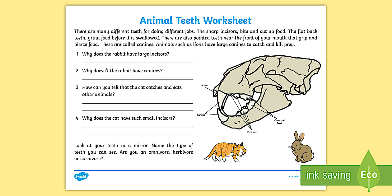 Animals and Their Teeth | Animal Teeth KS2 Worksheet