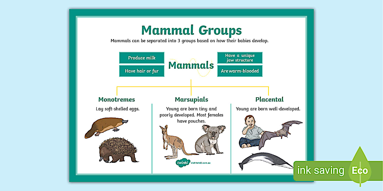 Mammal Groups Display Poster (teacher made) - Twinkl