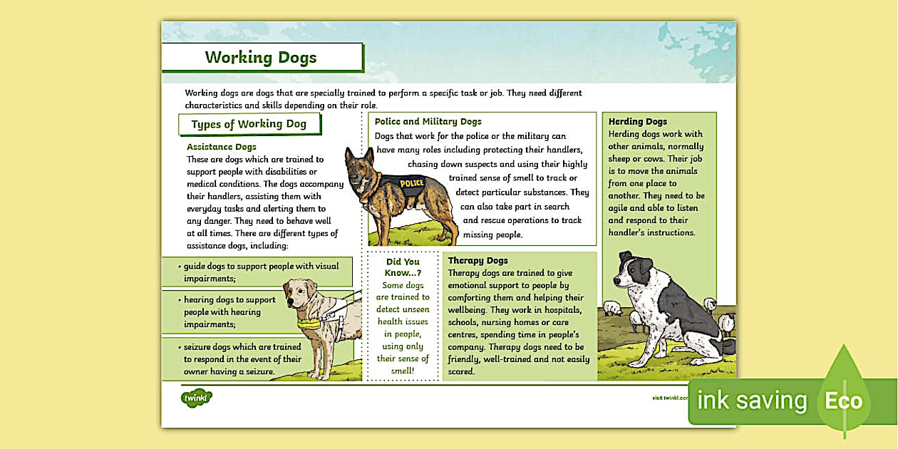 Working Dogs Fact File - KS2 (teacher made) - Twinkl