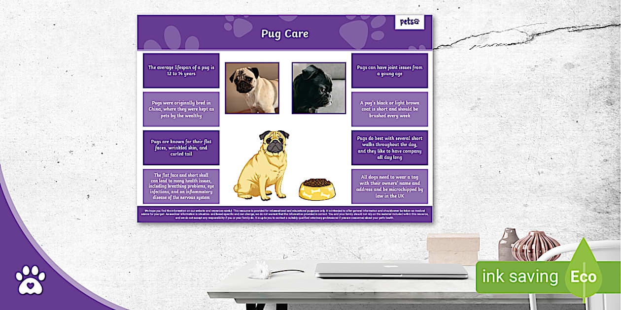 Pug Care Sheet - Pet Fact Sheet - Pugs - Dogs - Twinkl Pets