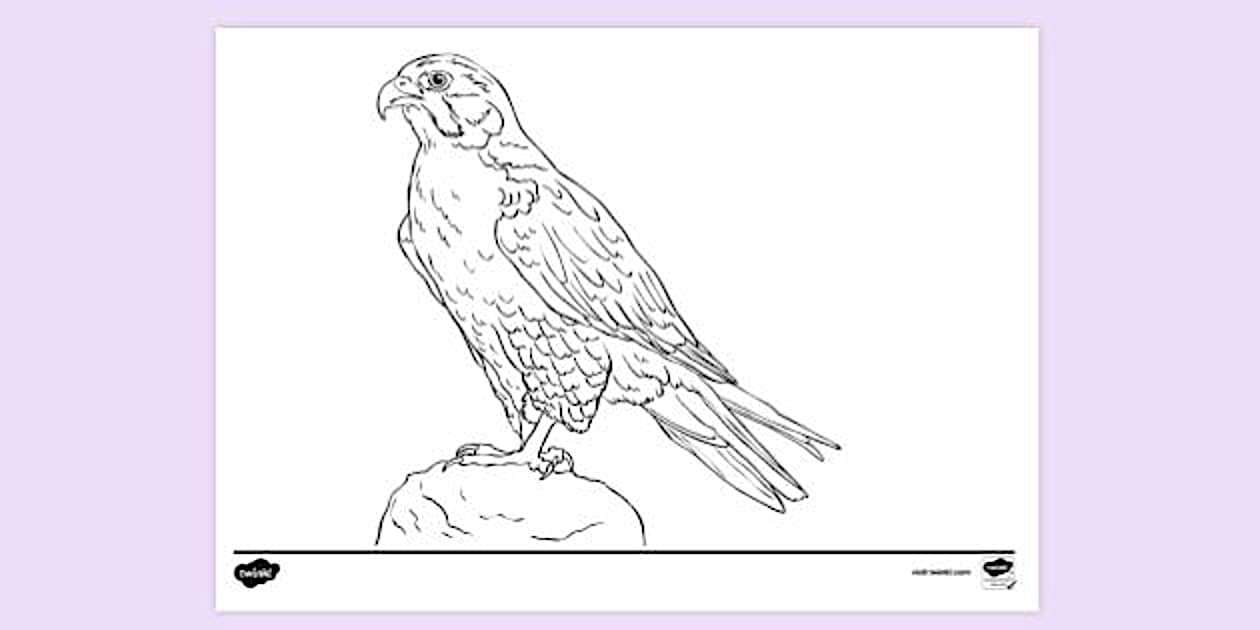 Peregrine Falcon Colouring Sheet | Colouring Sheets - Twinkl