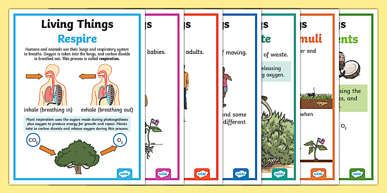 Characteristics of Living Things (Teacher-Made) - Twinkl