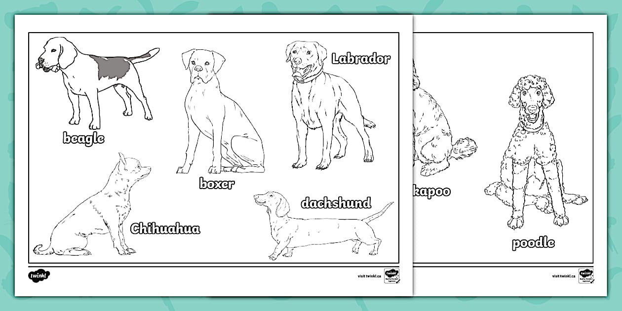 Types of Dogs Colouring Sheet (teacher made) - Twinkl