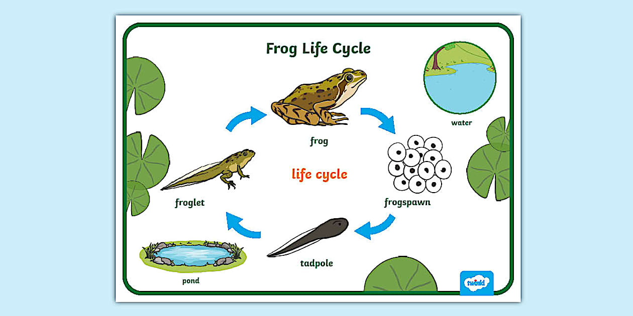 Printable Frog Life Cycle Word Mat | Save the Frogs Day