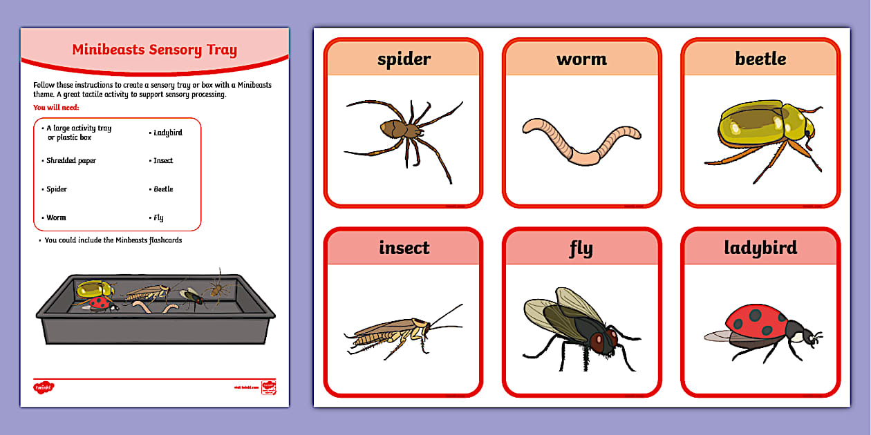 Minibeasts Sensory Tray (teacher made) - Twinkl