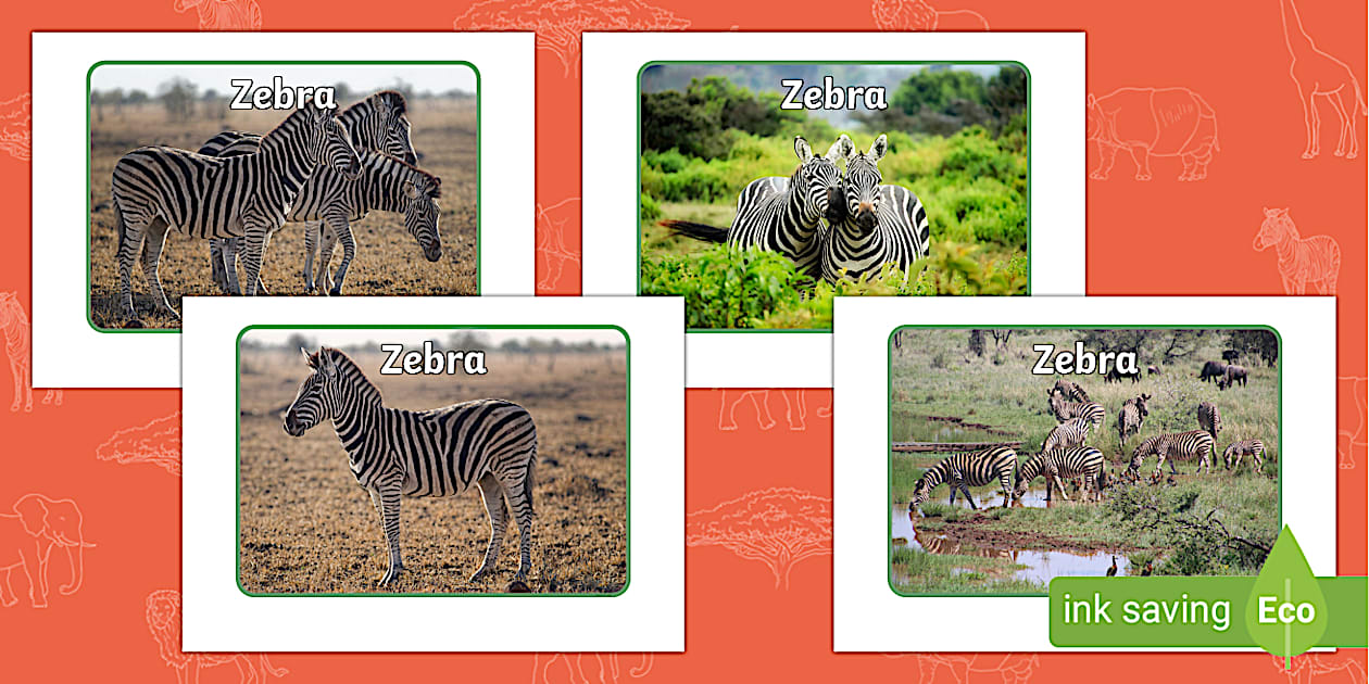 Zebra Photo Pack (teacher made) - Twinkl