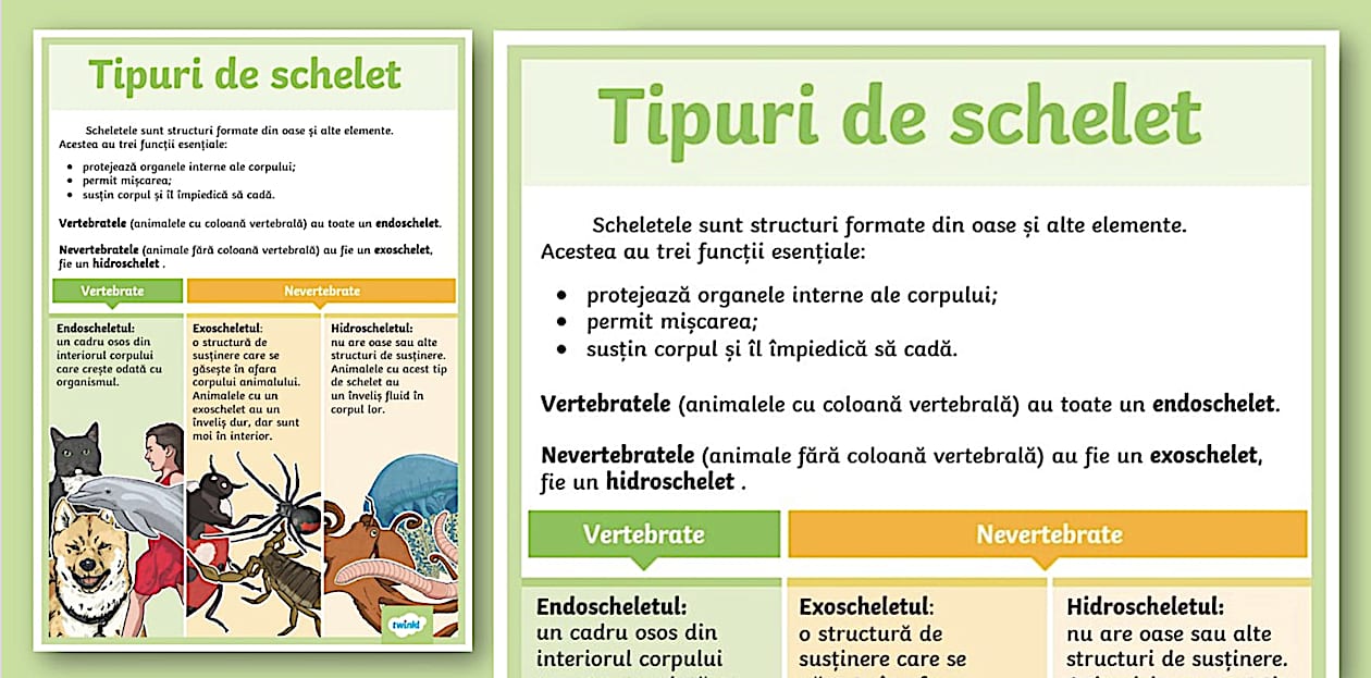 Tipuri de schelet – Planșă (teacher made) - Twinkl
