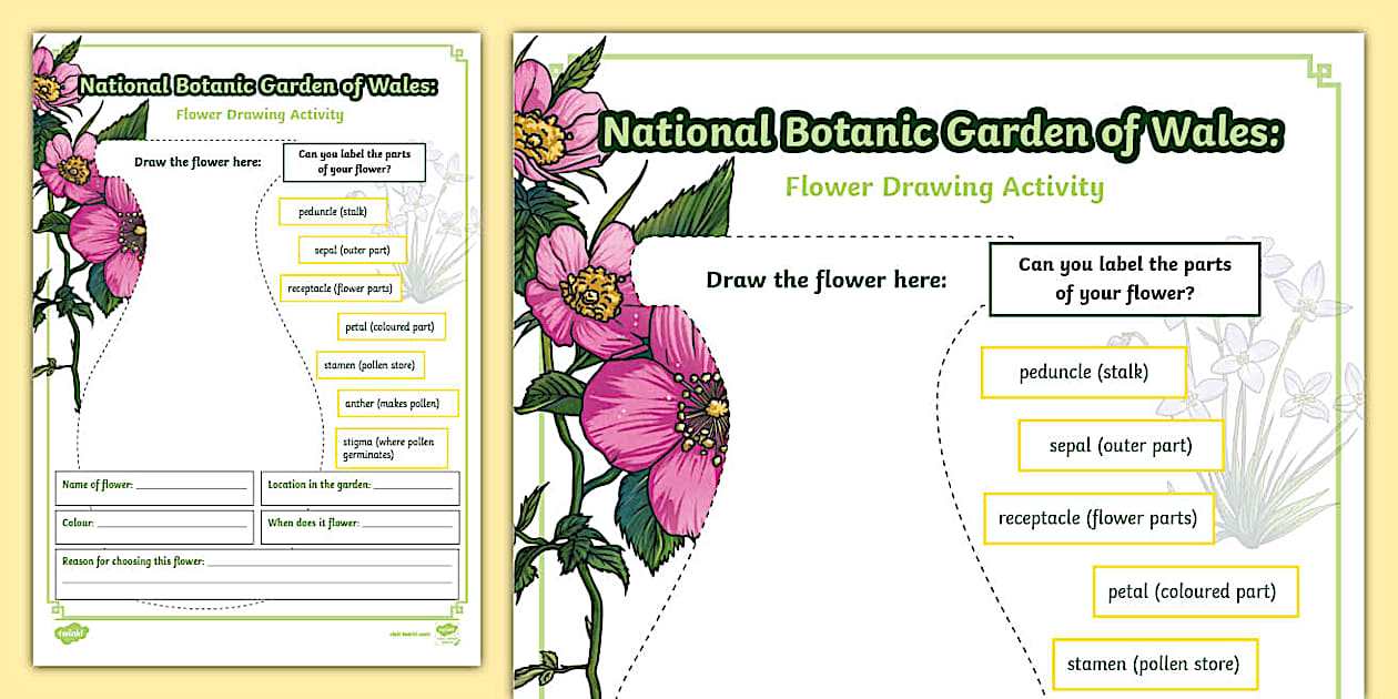 National Botanic Garden of Wales Flower Drawing Activity
