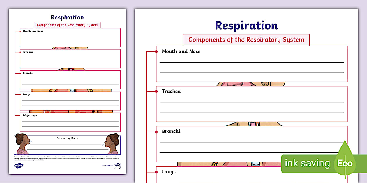 Respiration Fact File Template (teacher made) - Twinkl
