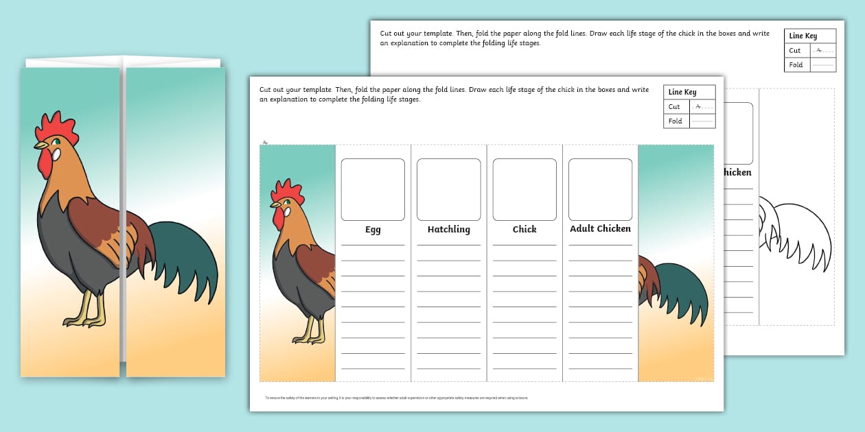 Chicken Folding Life Stages Template (teacher made) - Twinkl