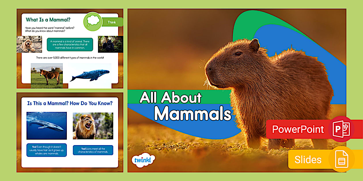 All About Mammals PowerPoint and Google Slides for K-2nd
